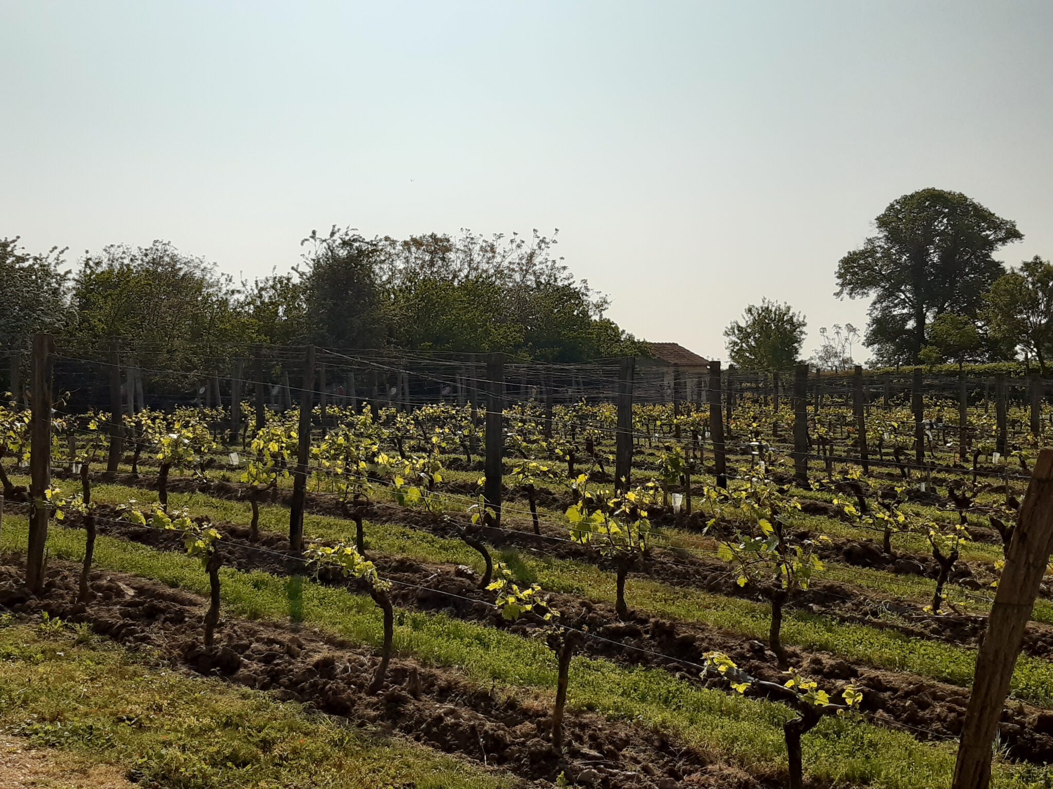 Zoom sur La Collection de Vignes : Les Treilles de la Reine Blanche - ANEV